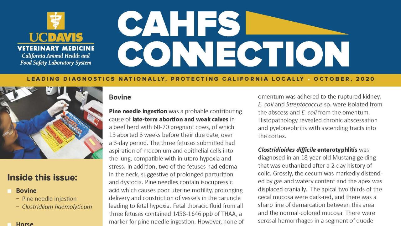 CAHFS Connection Newsletter October 2020 | California Animal Health ...